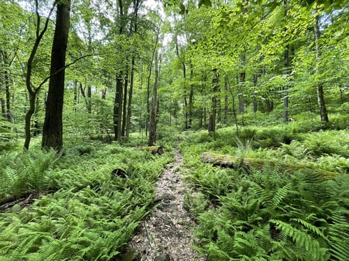 2023 Best Easy Trails in Forbes State Forest | AllTrails