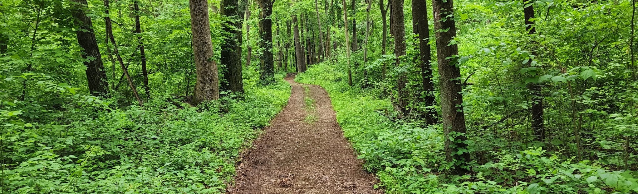 Little Devils Stairs Trail: 1553 Reviews, Map - Virginia | AllTrails
