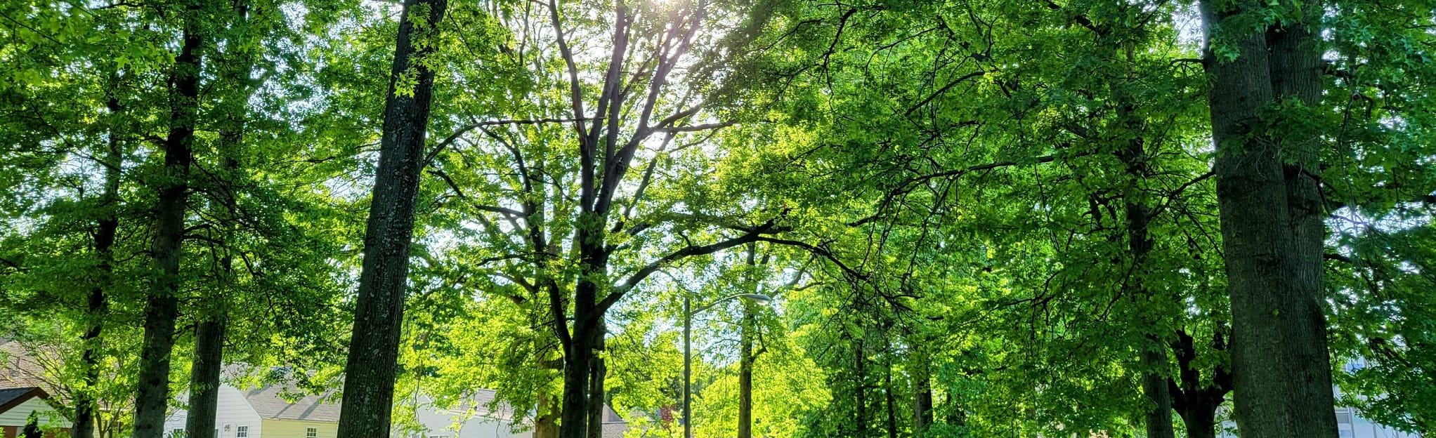 Madison Ave Park Loop, New Jersey - 6 Reviews, Map | AllTrails