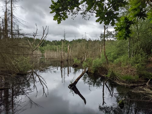 Best 10 Hikes and Trails in Delamere Forest | AllTrails