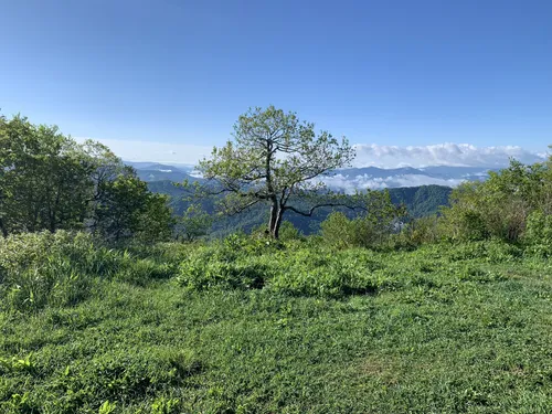 Best Forest Trails in Unaka Mountain Wilderness | AllTrails