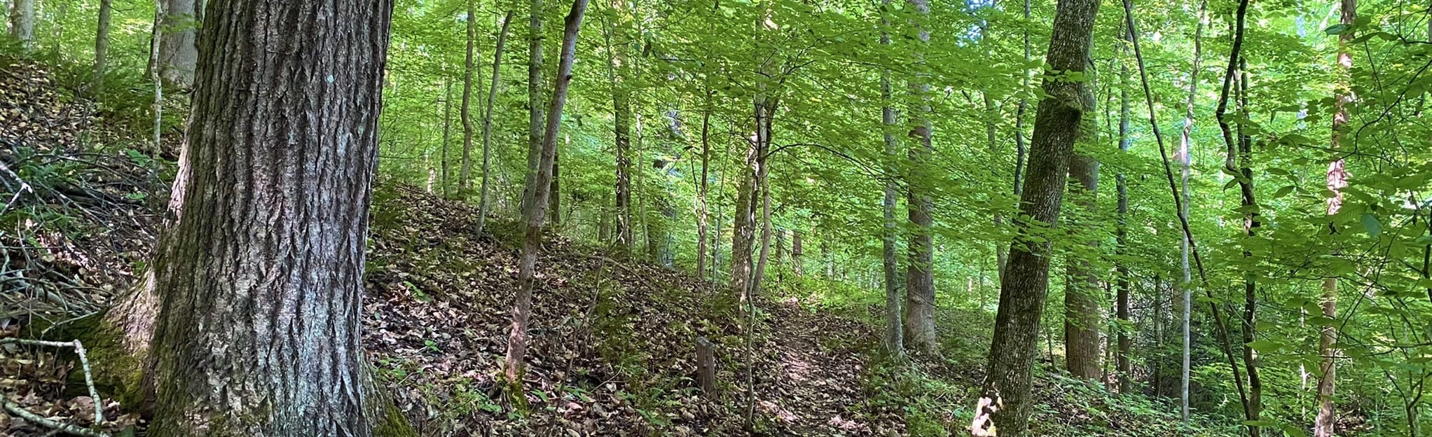 Oak Ridge Wildflower Greenway: 16 Reviews, Map - Tennessee | AllTrails