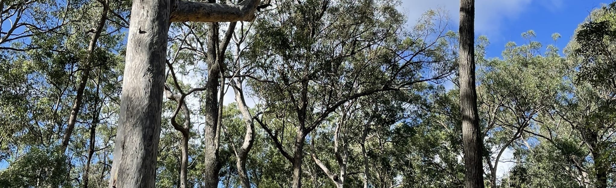 Mount Nathan Road to Nerang Velodrome - Queensland, Australia | AllTrails