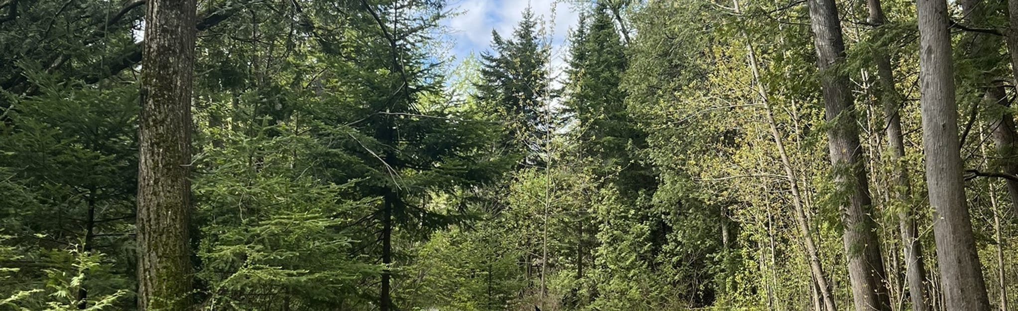 Cedar Run Nature Trail, Michigan - 57 Reviews, Map | AllTrails