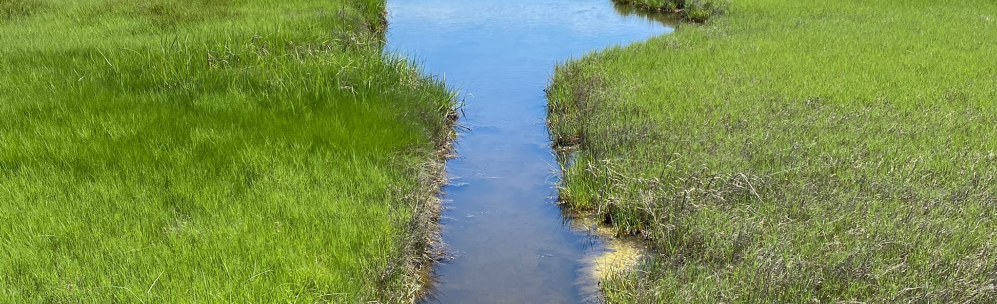 Burton's Island Loop, Delaware - 299 Reviews, Map | AllTrails