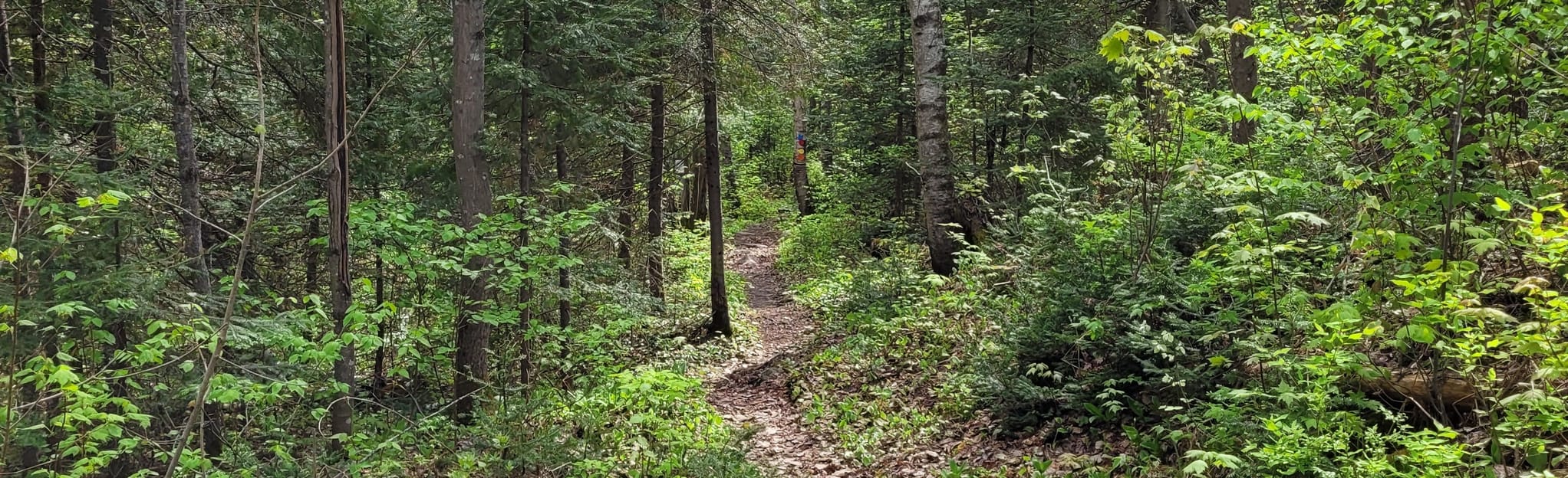Marten River Park Short Loop: 18 Reviews, Map - Ontario, Canada | AllTrails