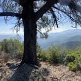 Figueroa Mountain, California - 264 Reviews, Map | AllTrails