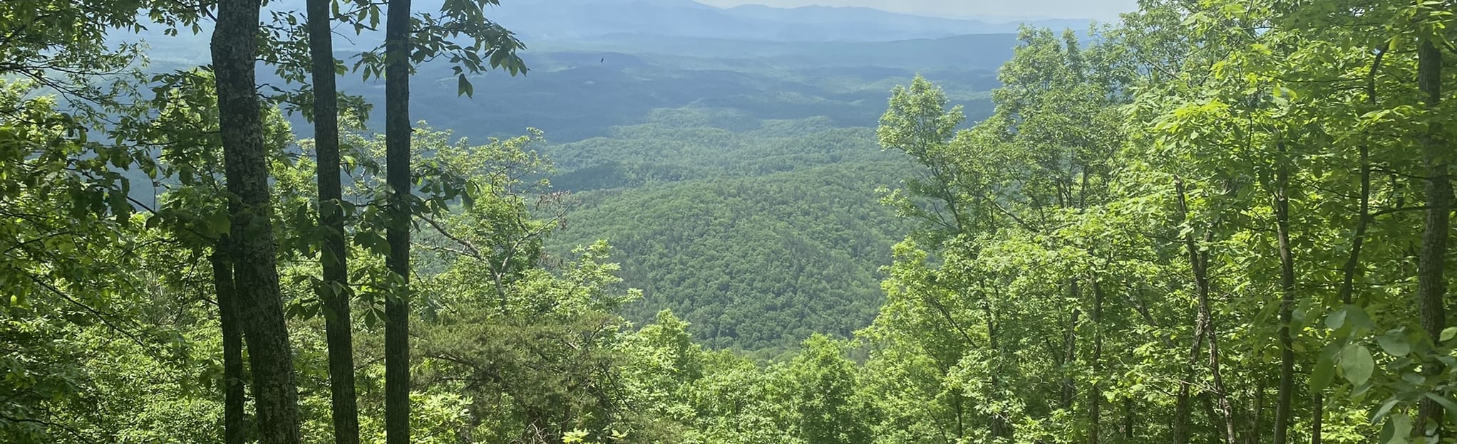 Mountain Top Trail Loop, Virginia - 39 Reviews, Map | AllTrails