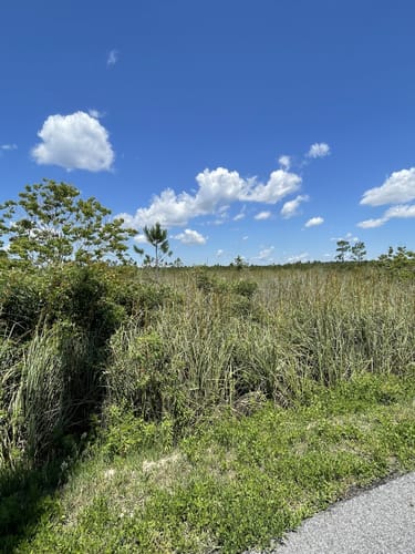 Best 10 Hikes and Trails in Gulf State Park | AllTrails