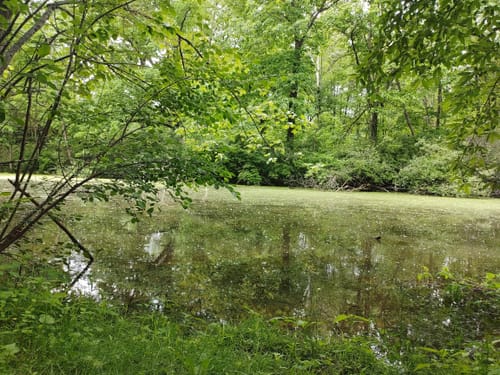 Best Hikes and Trails in Morris Woods State Park | AllTrails