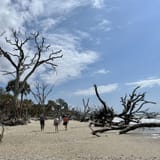 Botany Bay Beach Walk, South Carolina - 169 Reviews, Map | AllTrails
