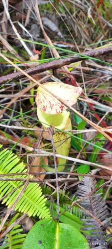 Best Hikes and Trails in Sungai Basong Recreational Park | AllTrails