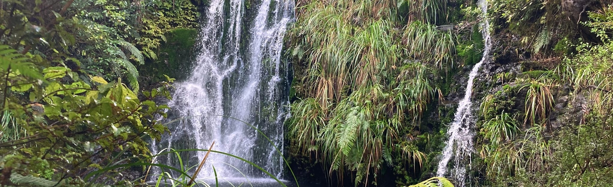 Maratoto - Wires Road Track, Waikato, New Zealand - Map, Guide | AllTrails