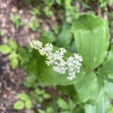 Jacks Knob Trail, Georgia - 135 Reviews, Map | AllTrails