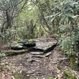 Jacks Knob Trail, Georgia - 135 Reviews, Map | AllTrails