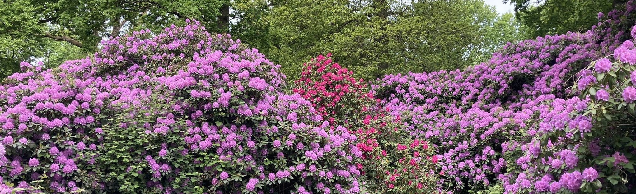 Brahetrolleborg Rhododendron Park: 8 Reviews, Map - Region of Southern ...