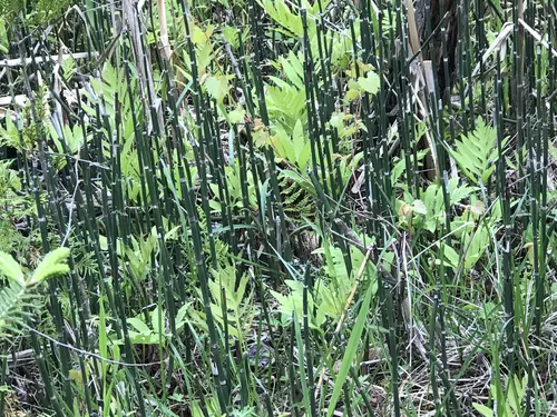 Best Hikes and Trails in Teichner Preserve | AllTrails