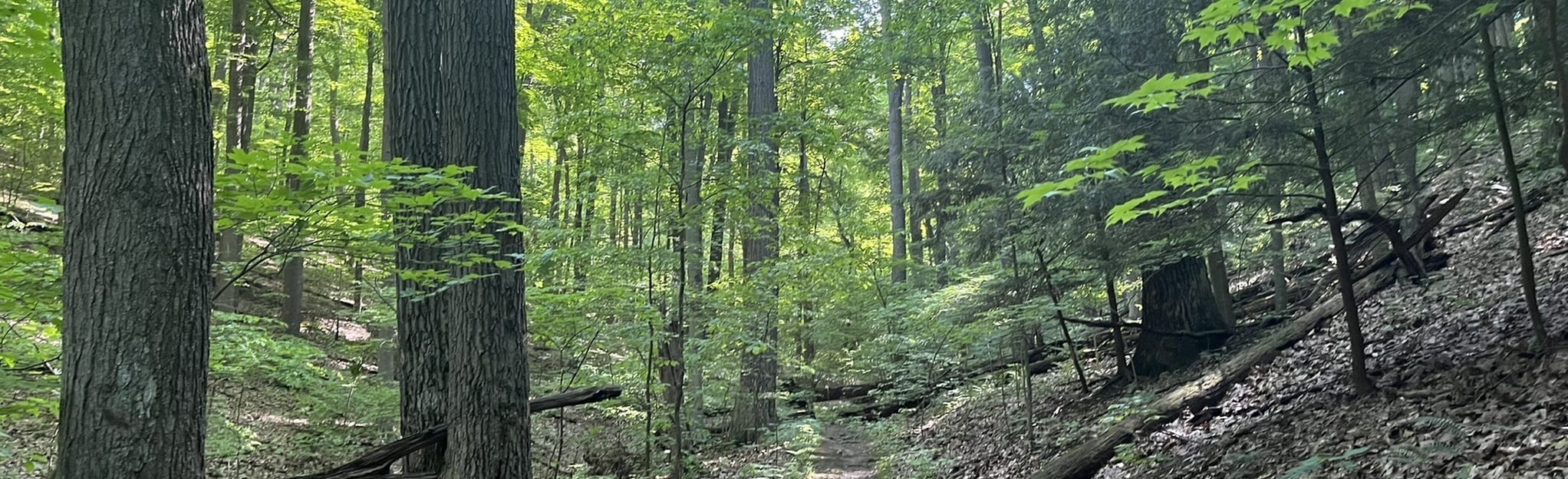 Mohican Trail 6 Mile Loop: 530 Reviews, Map - Ohio | AllTrails