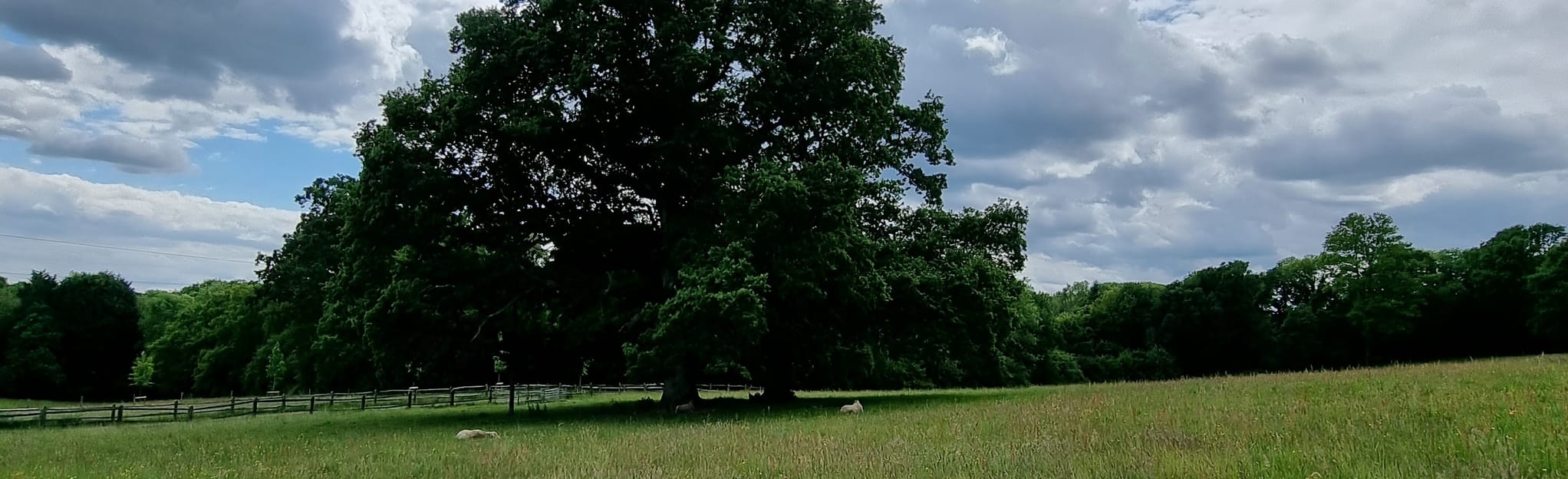 Chiddingfold and Sandhills Circular: 60 Reviews, Map - Surrey, England ...