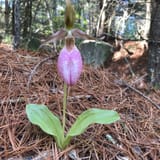 Carbuncle Pond and Moosup River Trail, Rhode Island - 261 Reviews, Map ...