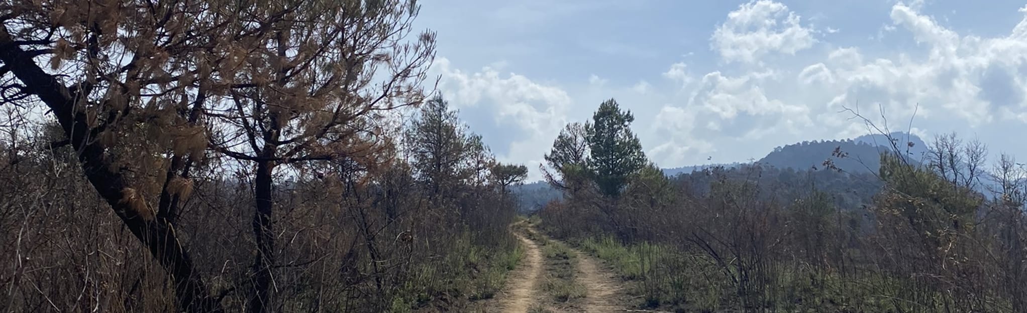 Paso del Oyamel, México, Mexico - Map, Guide | AllTrails