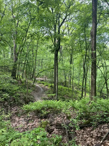 Best Moderate Trails in Hixon Forest | AllTrails