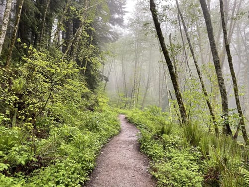 Best 10 Hikes and Trails in Tiger Mountain State Forest | AllTrails
