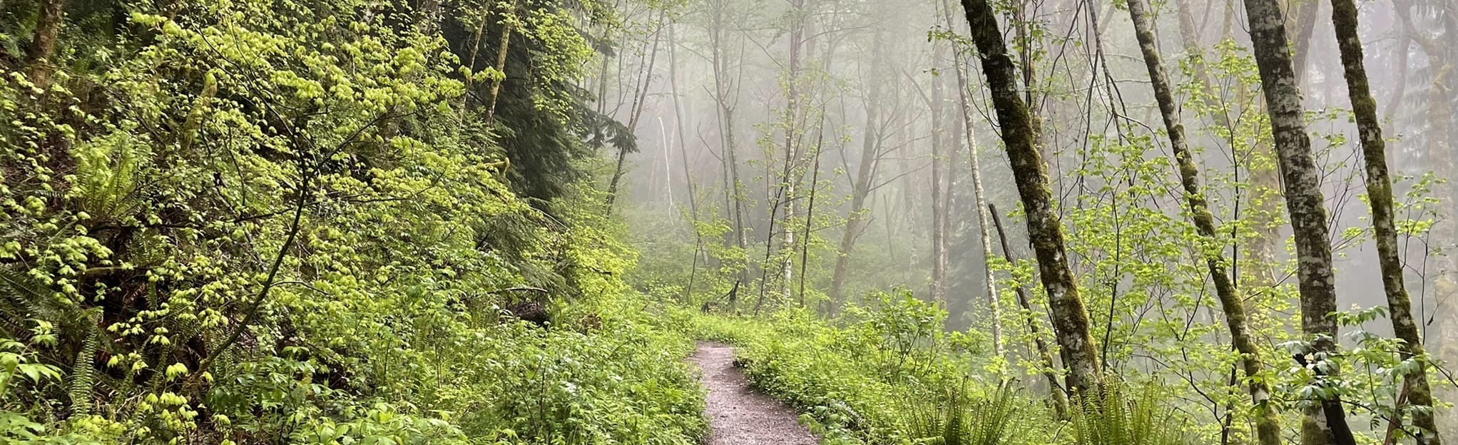 Poo Poo Point Trail, Washington - 5,925 Reviews, Map | AllTrails