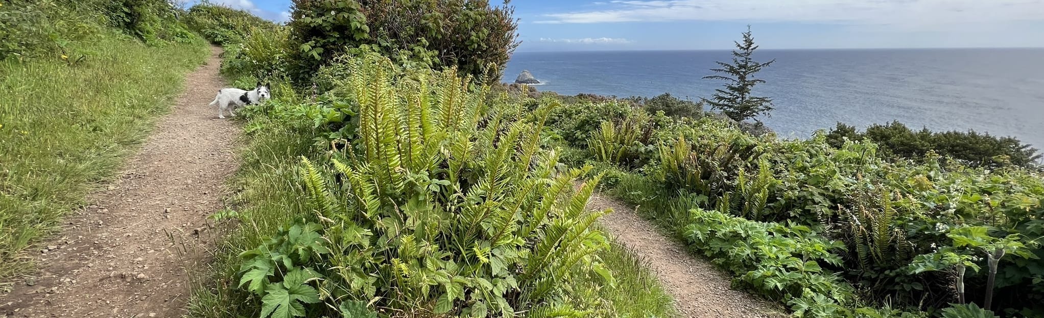 Trinidad Head Trail Loop: 838 Reviews, Map - California | AllTrails