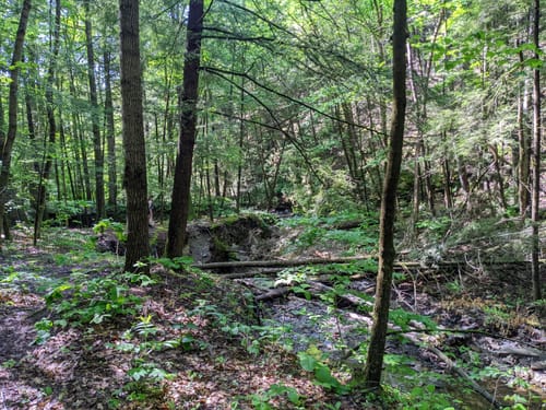 Best Hikes and Trails in South Bradford State Forest | AllTrails