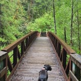 Valley of the Giants Trail [CLOSED], Oregon - 141 Reviews, Map | AllTrails