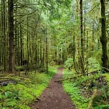 Valley of the Giants Trail [CLOSED], Oregon - 141 Reviews, Map | AllTrails