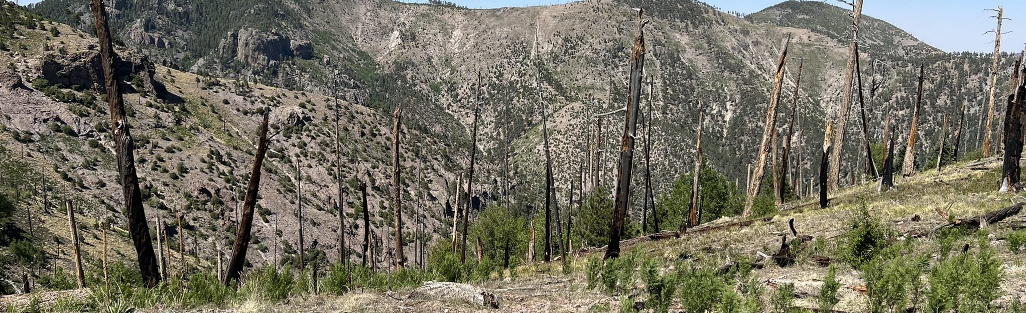 Raspberry Ridge Trail, Arizona - 4 Reviews, Map | AllTrails