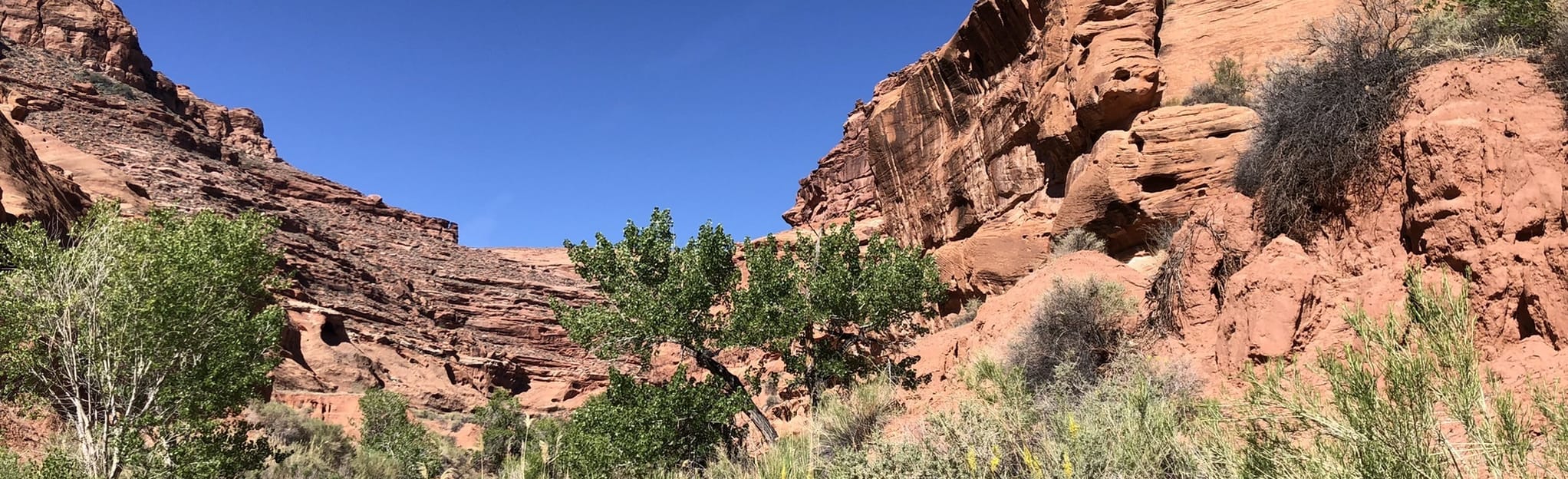Hog Canyon Trail, Utah - 31 Reviews, Map | AllTrails