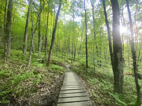 Best Hikes and Trails in Hinesburg Town Forest | AllTrails