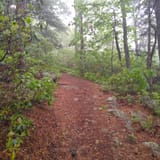 Perry Valley Loop Trail, West Virginia - 128 Reviews, Map | AllTrails