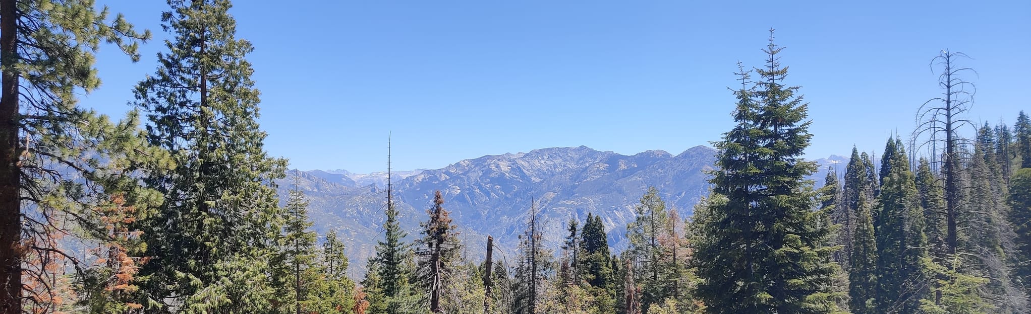 Boole Tree Loop Trail: 103 Reviews, Map - California | AllTrails