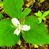 Rainbow Loop Trail, Maine - 56 Reviews, Map | AllTrails