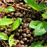 Rainbow Loop Trail, Maine - 56 Reviews, Map | AllTrails