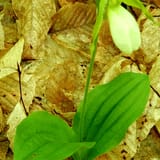 Rainbow Loop Trail, Maine - 56 Reviews, Map | AllTrails