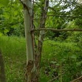 Lawrence Loop Trail, Kansas - 137 Reviews, Map | AllTrails