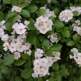 Lawrence Loop Trail, Kansas - 137 Reviews, Map | AllTrails