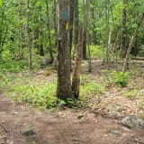 Arcadia Trail Loop, Rhode Island - 279 Reviews, Map | AllTrails