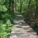 Neusiok Trail Northern Half, North Carolina - 151 Reviews, Map | AllTrails