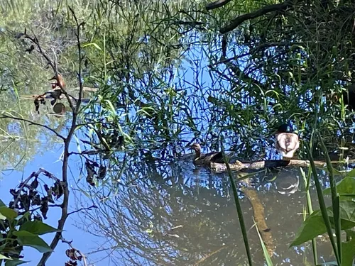 Best Hikes and Trails in Arthur C. Rempel Nature Area | AllTrails