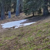 Big Tree Loop, Oregon - 75 Reviews, Map | AllTrails