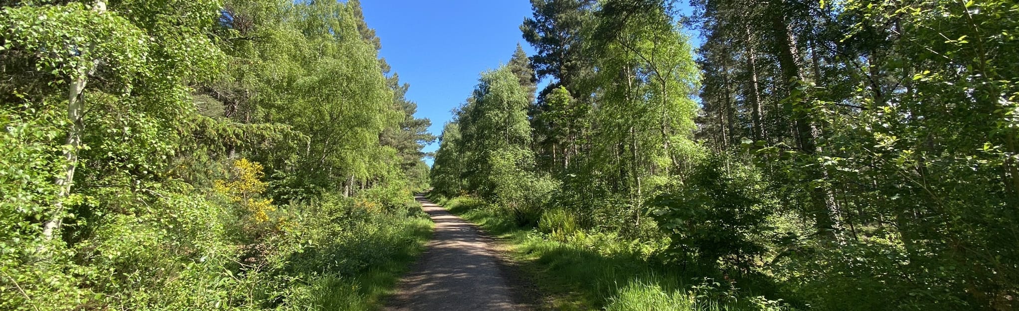 Quarry Wood Elginia Trail: 13 Reviews, Map - Moray, Scotland | AllTrails