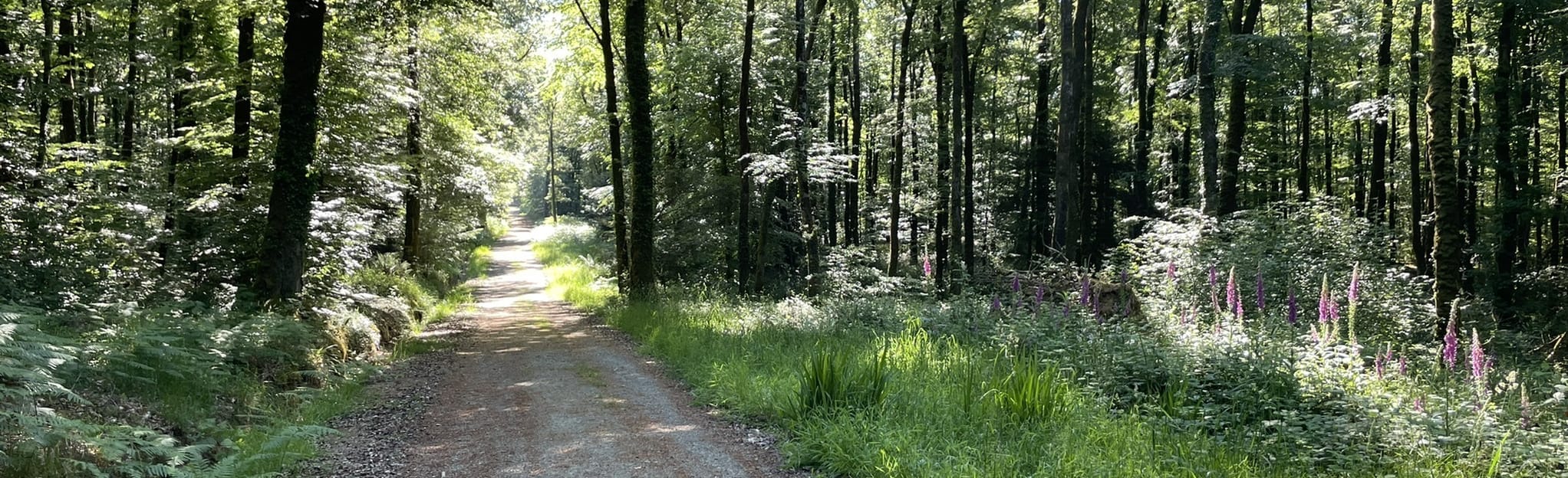 Forêt du Cranou - Le Labou : 23 Photos - Finistère, France | Randonnée ...
