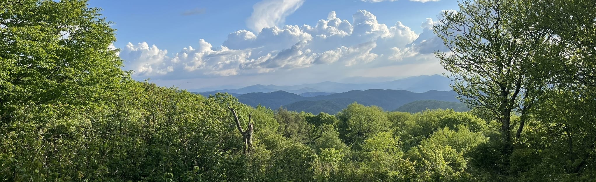 Beech Gap to Bob Bald Trail , Tennessee - 115 Reviews, Map | AllTrails