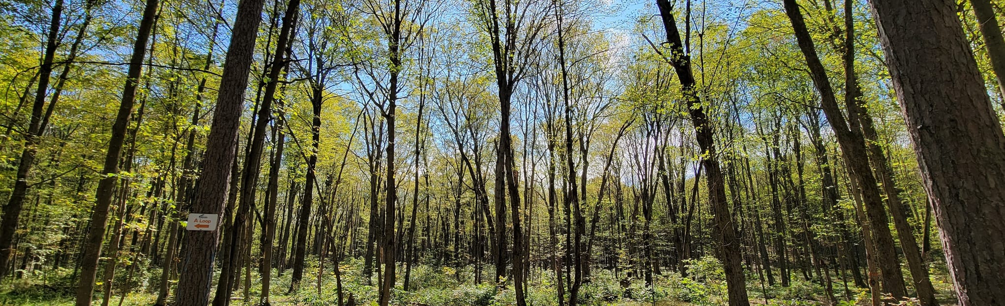 Ganaraska Forest Centre Loop, Ontario, Canada - 136 Reviews, Map ...